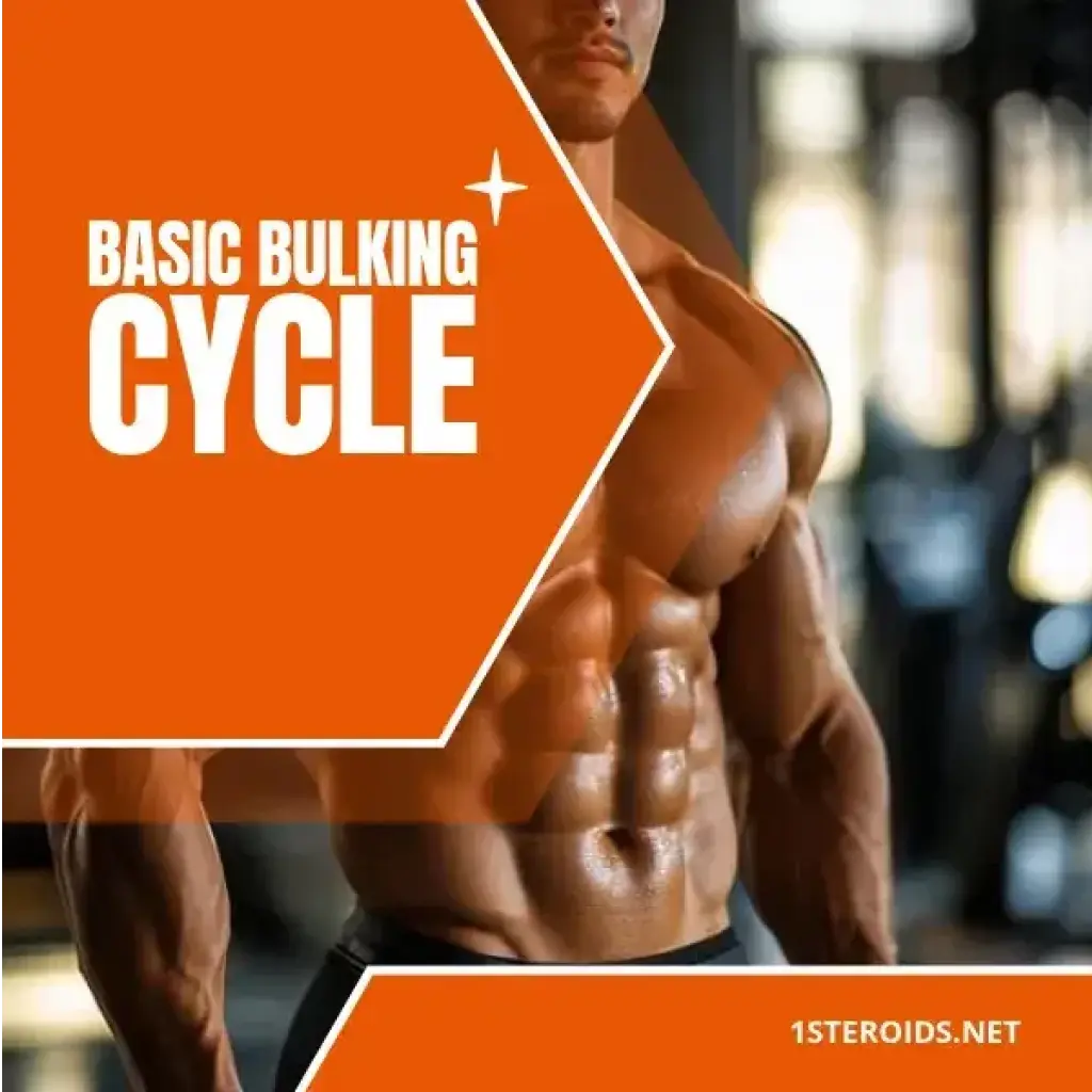 Basic Bulking Steroid Cycle | Best Steroids Cycles and Stacks